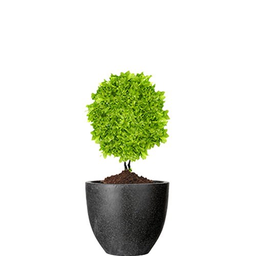 Complex rezidential nou Bucuresti - Nusco Citta Residence Park